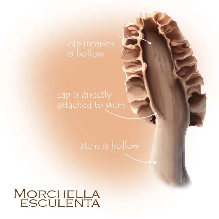 Easy Morel Mushroom Identification Guide