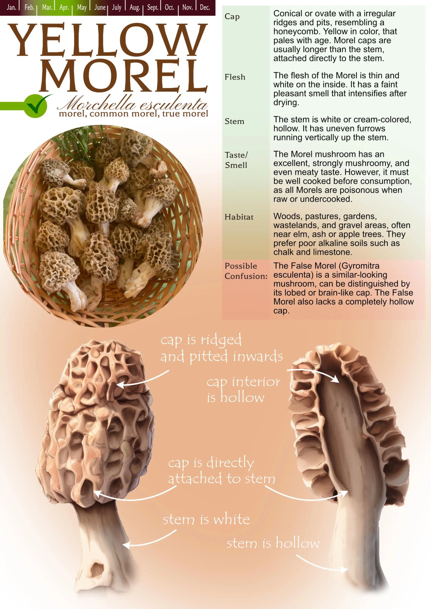 Easy Morel Mushroom Identification Guide