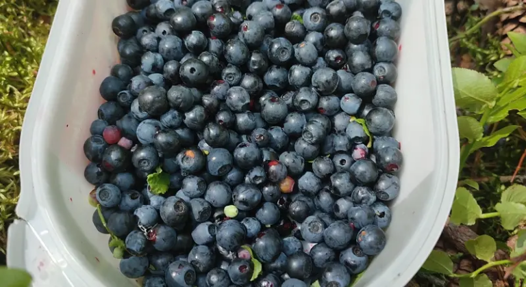 Ultimate Wild Blueberry Guide - Foraging & Health Benefits