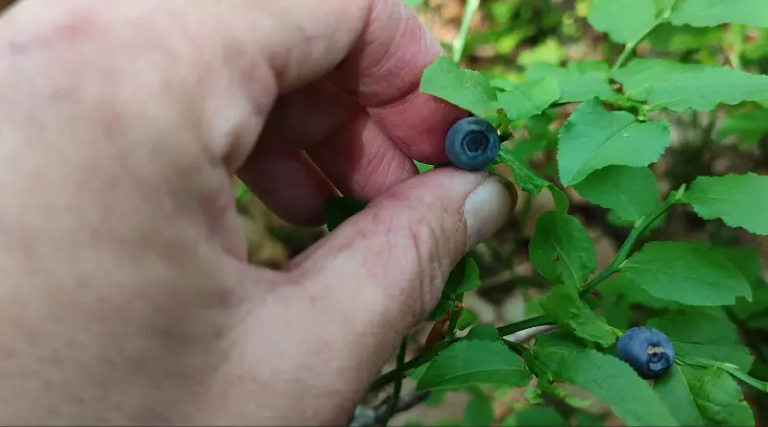 Ultimate Wild Blueberry Guide - Foraging & Health Benefits