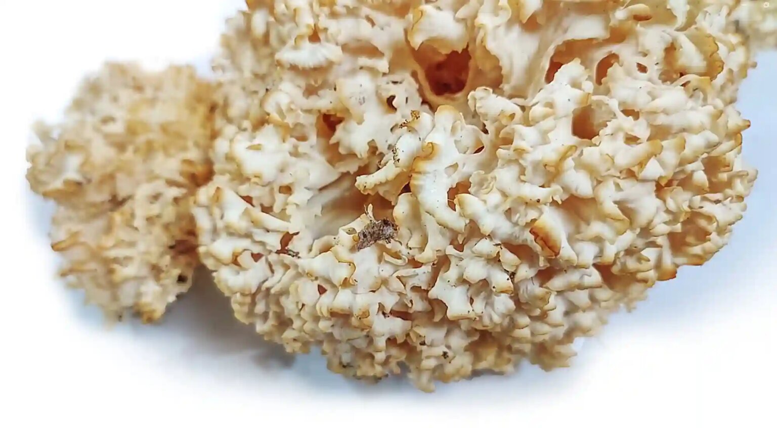 Sparassis Crispa - Cauliflower Mushroom Identification Guide + Recipes